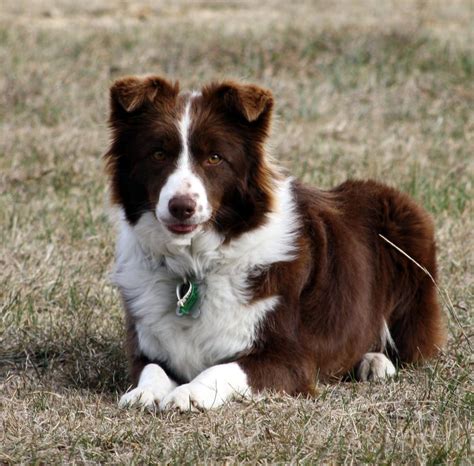 21 Cute Brown Border Collie Pics That Will Cheer You Up Artofit
