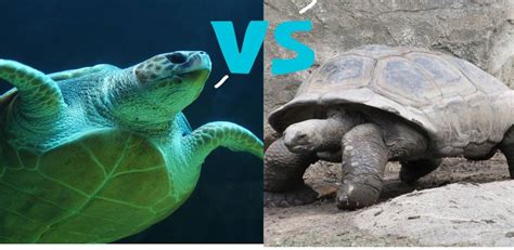 What Is The Difference Between Turtle And Tortoise Top Pet Products