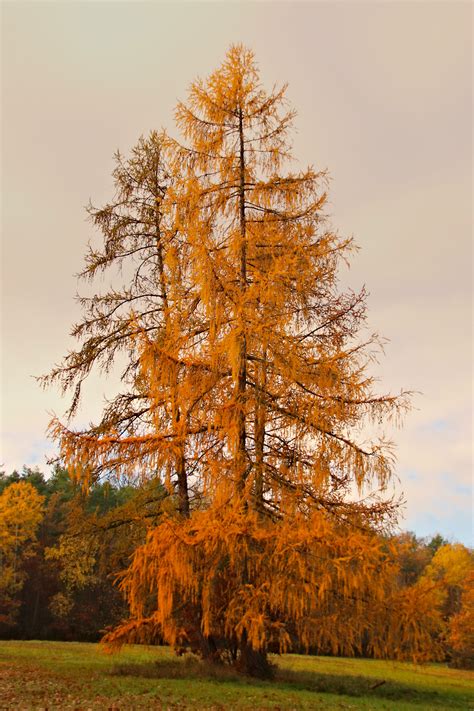 American Larch