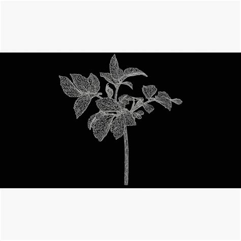 Sambucus Nigra Common Elder Viburnaceae Sprout 3d Model Download