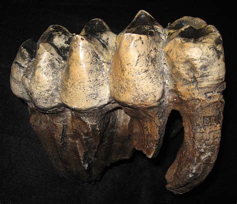 Paleo And Geo Topics Comments By R L Squires Mastodon Vs Mammoth Teeth