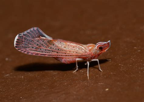 Apache Apache Picture Insect