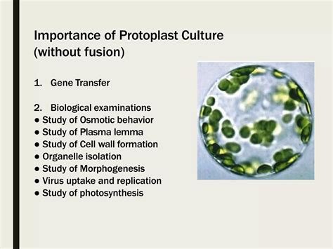 Protoplast Fusion Ppt Protoplast Isolationculture And Fusion Xncns