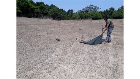 The Zai Whitaker Column Trailing Ajay Giri From A Safe Distance