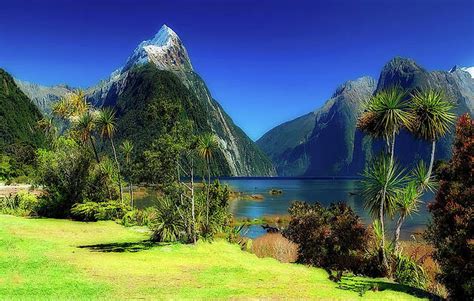 Fiordland Art Fine Art America