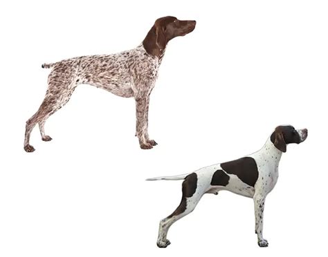 Principais Diferenças Entre O Braco Alemão E O Pointer Inglês Canil Do Balaco Braco Melhor