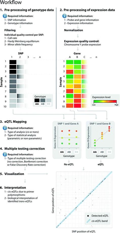 Eqtl Analysis In Humans Springerlink