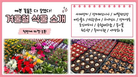 🌺 12월 식물 실내식물과 노지월동 가능한 야생화종류 크리스마스 식물 소개 단연화 01084461438 문자주문 심폴