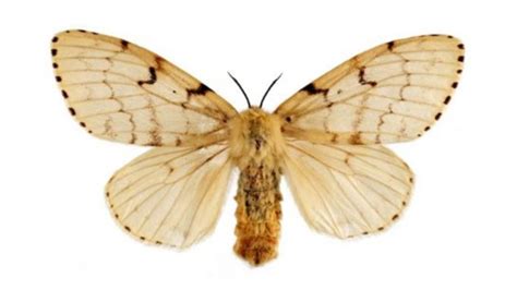 Flighted Spongy Moth Complex Fsmc Uk Pandi