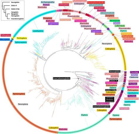 Circular Hemoglobin Gene Tree Of All 1382 Coding Sequences Produced