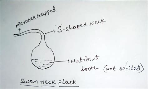 [solved] Louis Pasteur S Shaped Flask Experiment Font Paragraph In