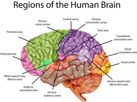Brain Electrical Activity Mapping Diagram Brain Anatomy Map
