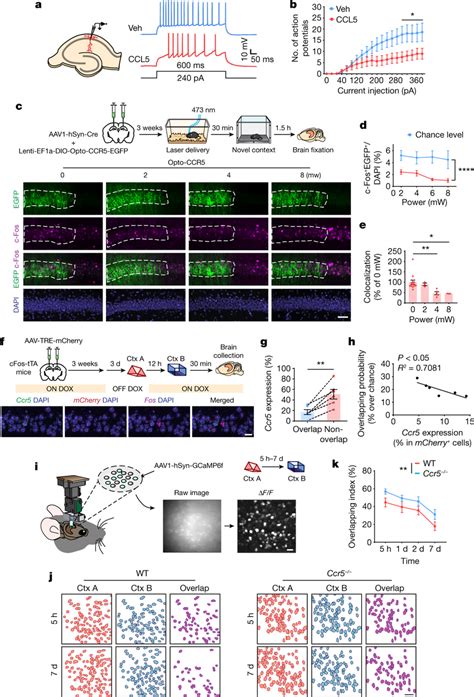 ccr5 and ccl5 modulate neuronal excitability memory allocation and the