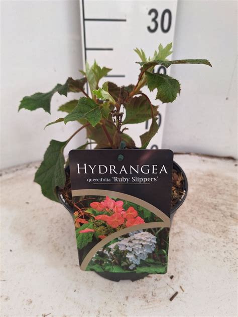 Hydrangea Quercifolia Ruby Slippers Plant Wholesale FlorAccess