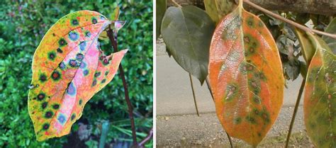 감나무 둥근무늬 낙엽병