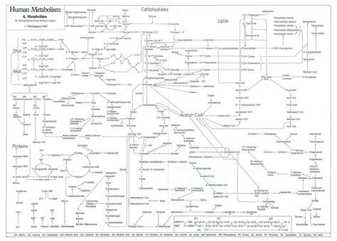 Human Metabolism Manual Map Enymes Hormones Pathways Etc Pdf