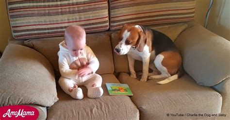 Proof That A Beagle Can Be The Best Babysitter Ever It S So Sweet