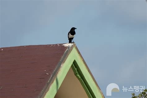 마라도 고양이 반출 근거 부족 주장 사실일까