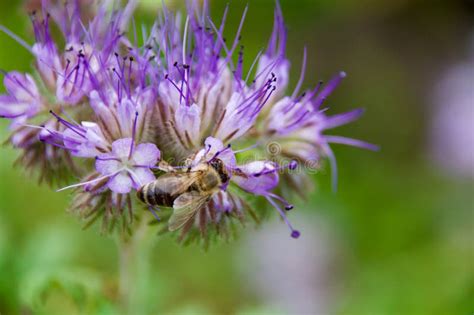 Honey Bee Collecting Nectar From A Blooming Phacelia Flower Stock