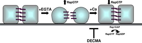 5 A Model Of Rap Activation During Cell Cell Contact Disruption Download Scientific Diagram