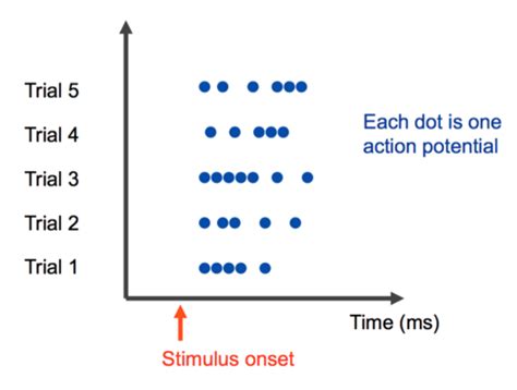 Ch 3 Methods Of Cognitive Neuroscience Flashcards Quizlet