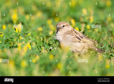 Female Spanish Sparrow Passer Hispaniolensis During Spring Migration In Southern Negev Israel Female Spanish Sparrow Passer Hispaniolensis During Spring Migration In Southern Negev Israel