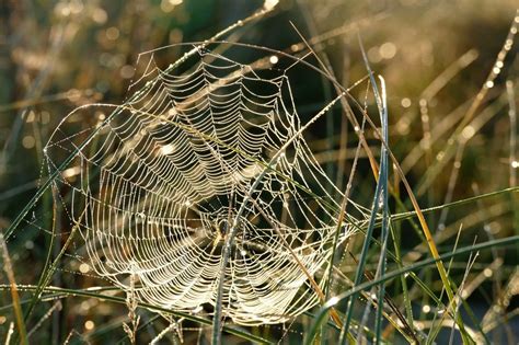 Cobweb On Green Grass Free Image Download