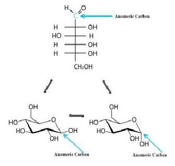 Ch Carbohydrate Structure And Function Flashcards Quizlet