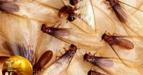 Laron Siraru Rayap Yang Bersayap