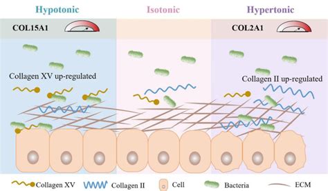 Schematic Representation Of Interfacial Adhesion Between Bacteria And Download Scientific