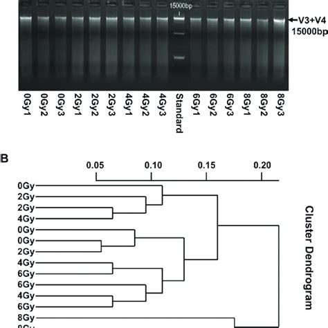 Homogeneity Detection Of Samples Pcr Agarose Gel Electrophoresis Was Download Scientific