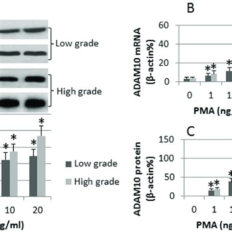 Activation Increases Adam10 Expression In Glioma Cells Human Glioma Download Scientific