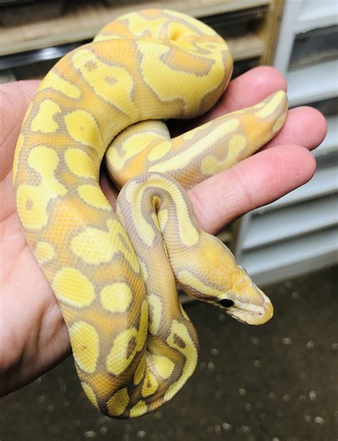 Best Looking Adult Morph Ball Pythons MorphMarket Reptile Community