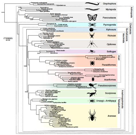 Chelicerata Digital Atlas Of Ancient Life