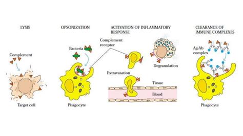 Complement System Ppt
