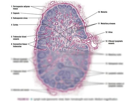 Solution Histology Lab 3 3 Immune System 2 Studypool
