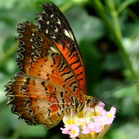 Red Lacewing Butterfly