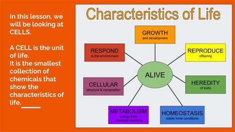 Sci4 Lesson Cell Drawing Pptx Drawing And Sketching Arts And Crafts