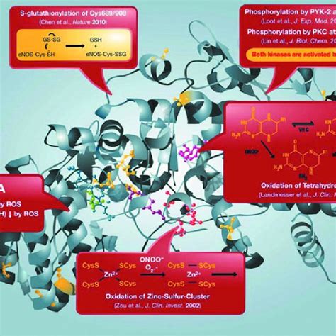 Redox Switches In Endothelial Nitric Oxide Synthase Enos X Ray Download Scientific Diagram