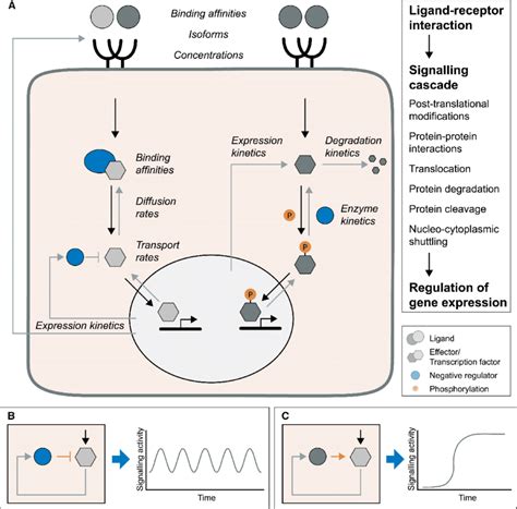 Processes Influencing The Timing Of Dynamics A Signalling Is