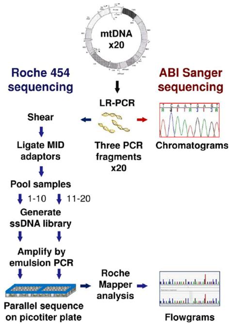 Mitochondrial Dna Sequencing Approach Schematic Depicts Steps In Abi Download Scientific