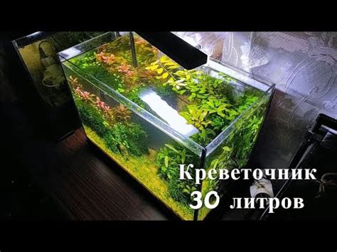 Креветочник 30 литров. Девять месяцев. - YouTube