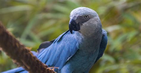 Two Decades After It Vanished The Stunning Spixs Macaw Returns To Its
