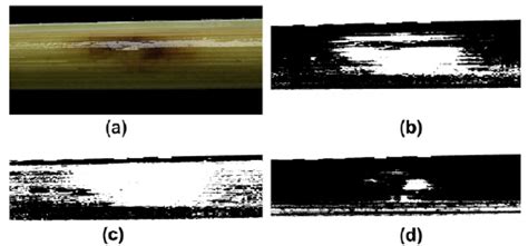 A Image Infected By Sheath Rot Disease Segmented By B Fermi