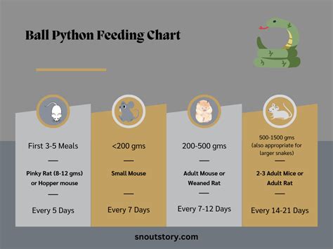 Ball Python Food And Diet A Comprehensive Guide Snout Story