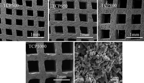 sem photos of pore morphology of β tcp scaffolds with various pore