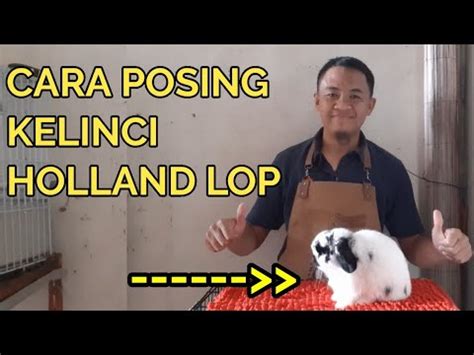 Cara posing kelinci Holland Loop - YouTube