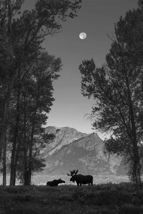 تصاویر برگزیده در مسابقات عکاسی سیاه‌وسفید ۲۰۲۴ قدم به دنیای سایه‌ها