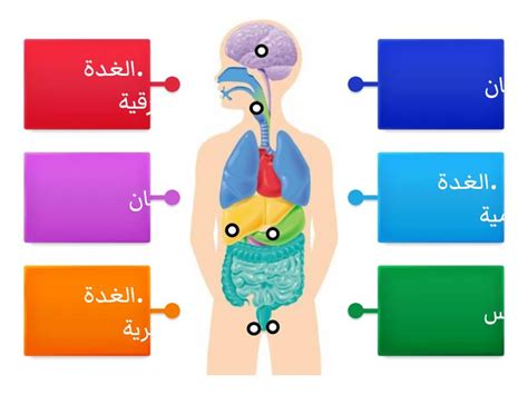 أماكن الغدد الصماء في جسم الانسان Labelled Diagram