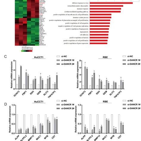 Rna Seq After Dancr Knockdown In Cca Cells A Mean Centered